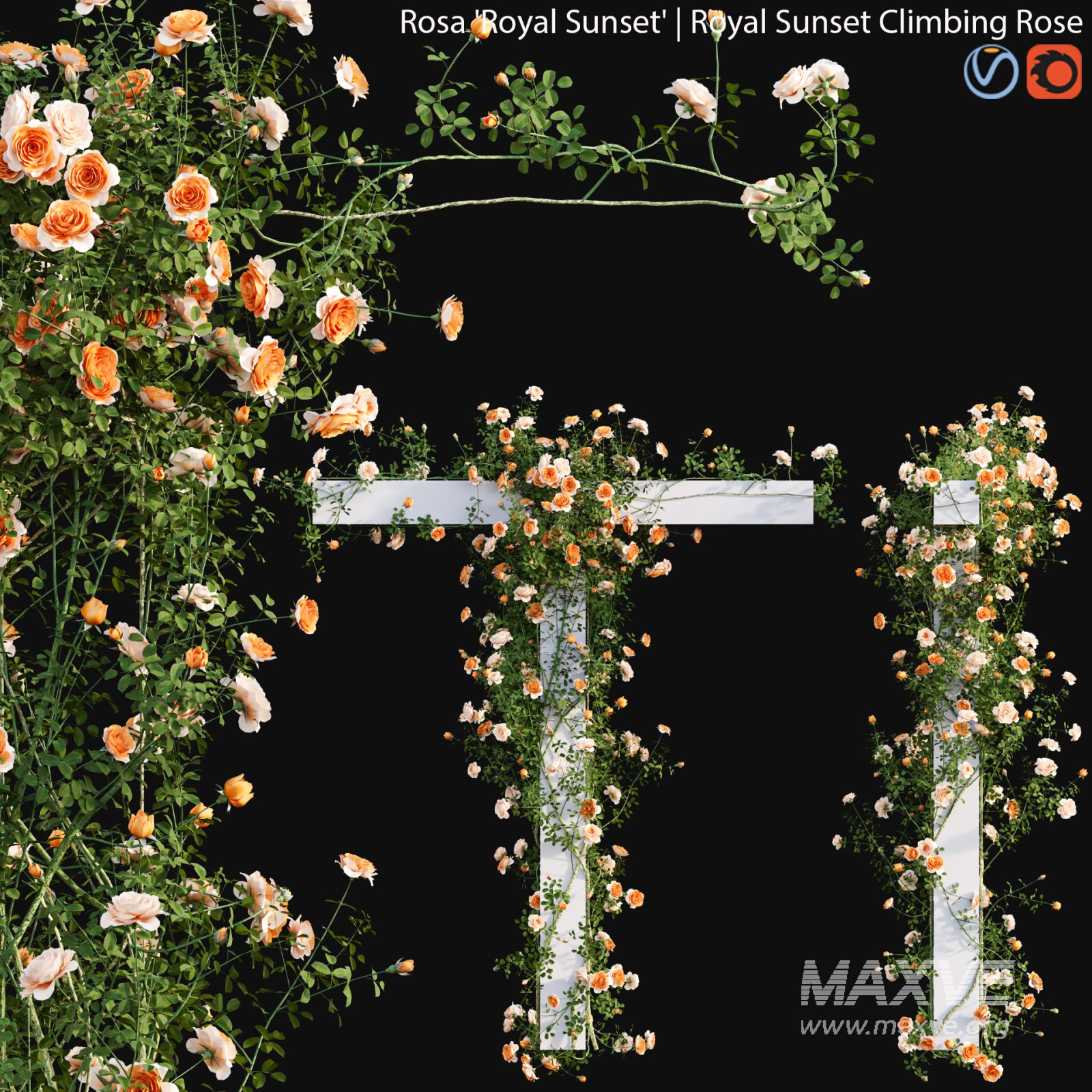 Royal Sunset Climbing Rose 02 3D model Maxve