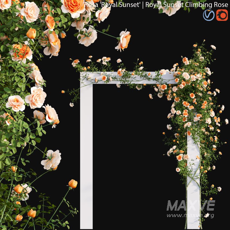 Royal Sunset Climbing Rose 01 3D model Maxve