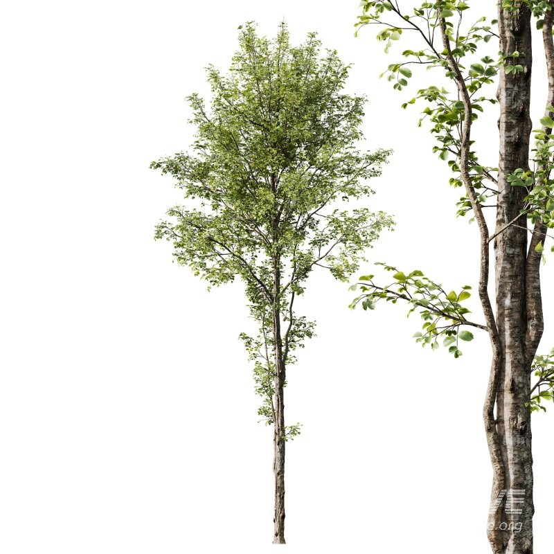 AV Carpinus Betulus and Alnus Glutinosa 3D model Maxve
