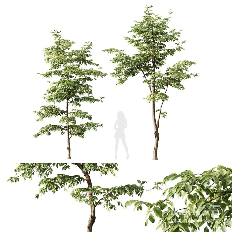 AV Carpinus Betulus and Alnus Glutinosa 3D model Maxve