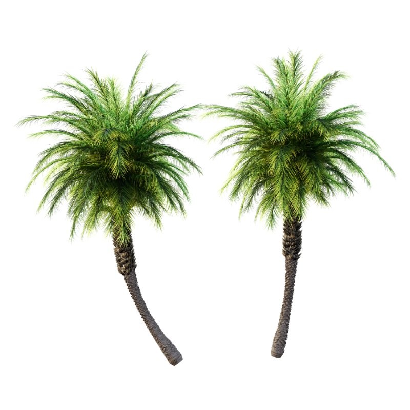 Phoenix roebelenii Palm Trees 02 3D model Maxve