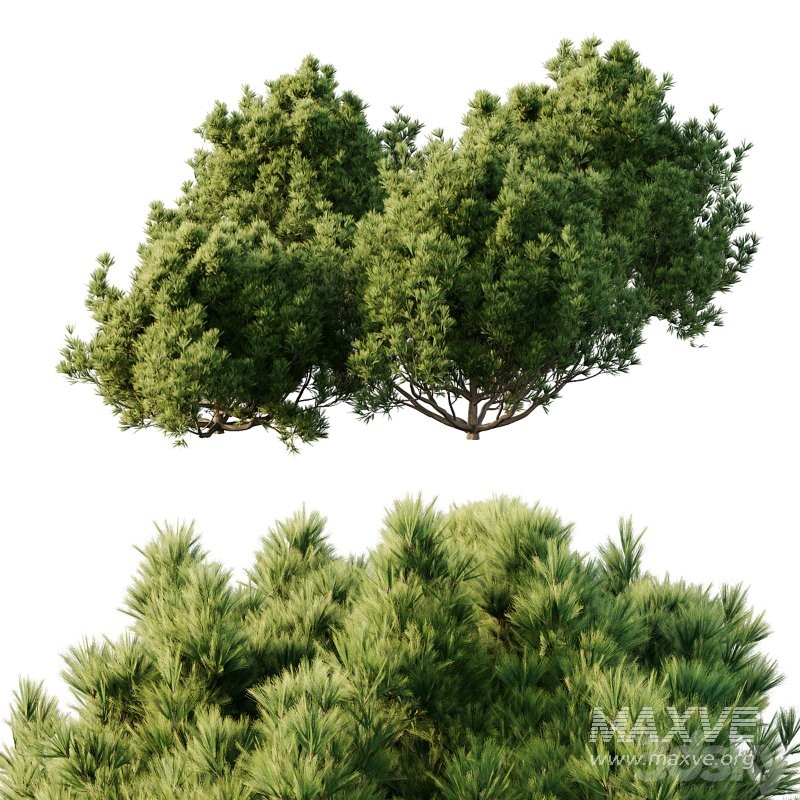 Pinus Mugo Bush 007 3D model Maxve