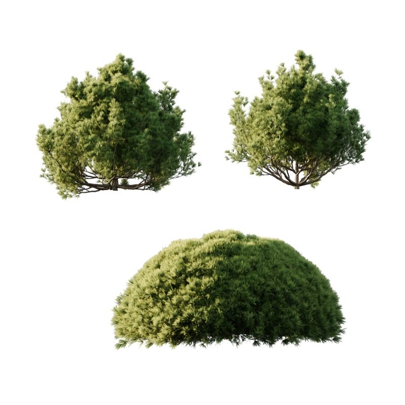 Pinus Mugo Bush 007 3D model Maxve