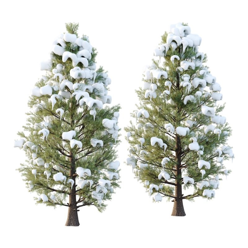 Eastern Red Cedar Winter Tree 02 3D model Maxve