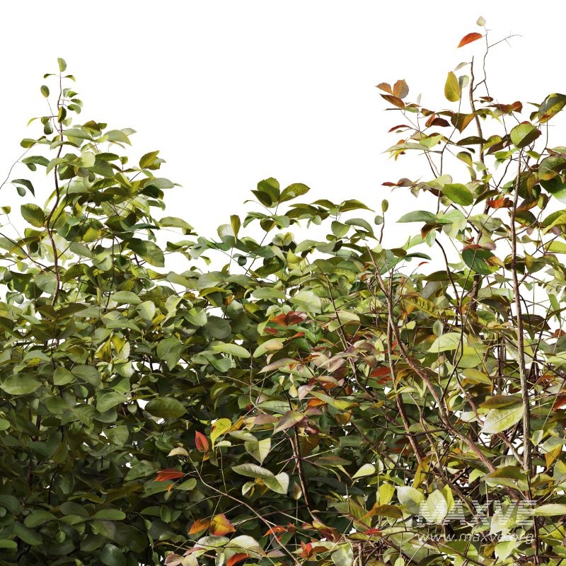 AV Cornus sanguinea and Montra Olive Bush 3D model Maxve