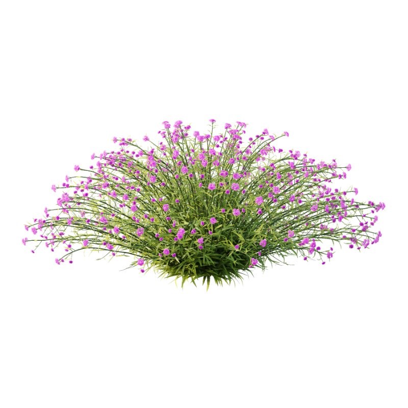 Verbena Bonariensis Plant 05 3D model Maxve