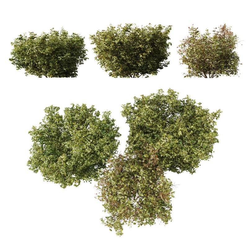 AV Cornus sanguinea and Montra Olive Bush 3D model Maxve