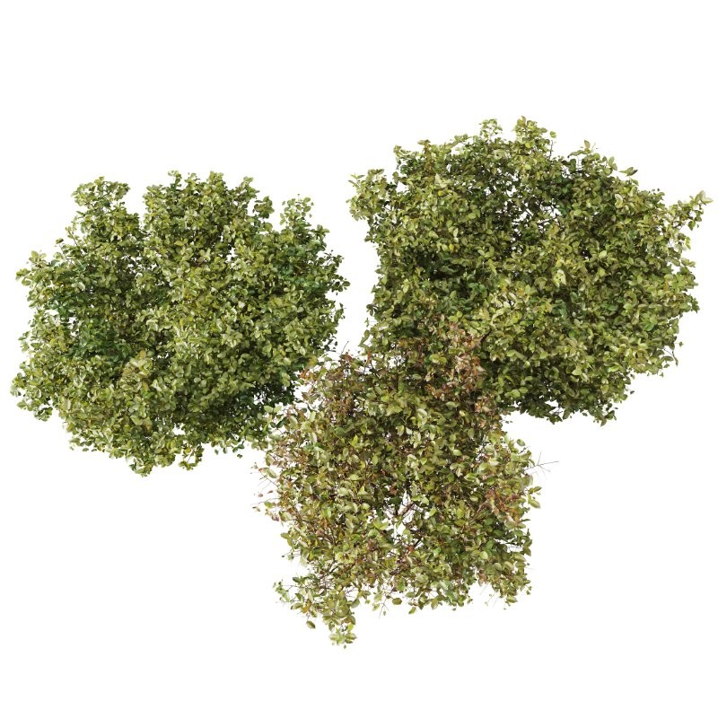 AV Cornus sanguinea and Montra Olive Bush 3D model Maxve