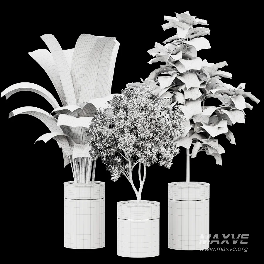 Indoor Plant 30 3D model Maxve